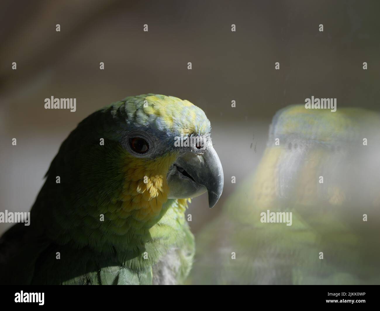 A closeup portrait shot of the orange-winged amazon parrot Stock Photo ...