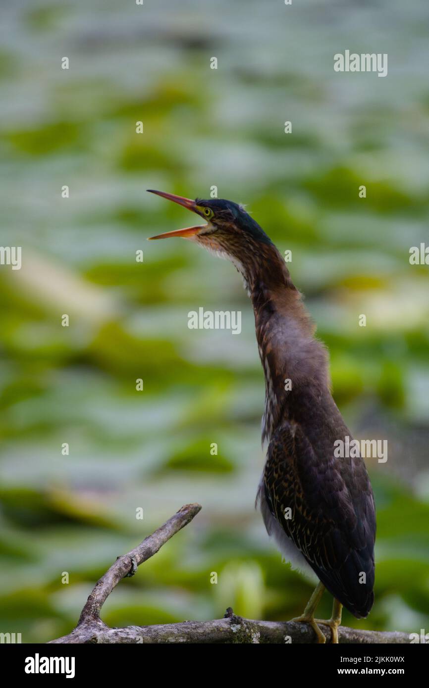 Squawking bird hi-res stock photography and images - Alamy