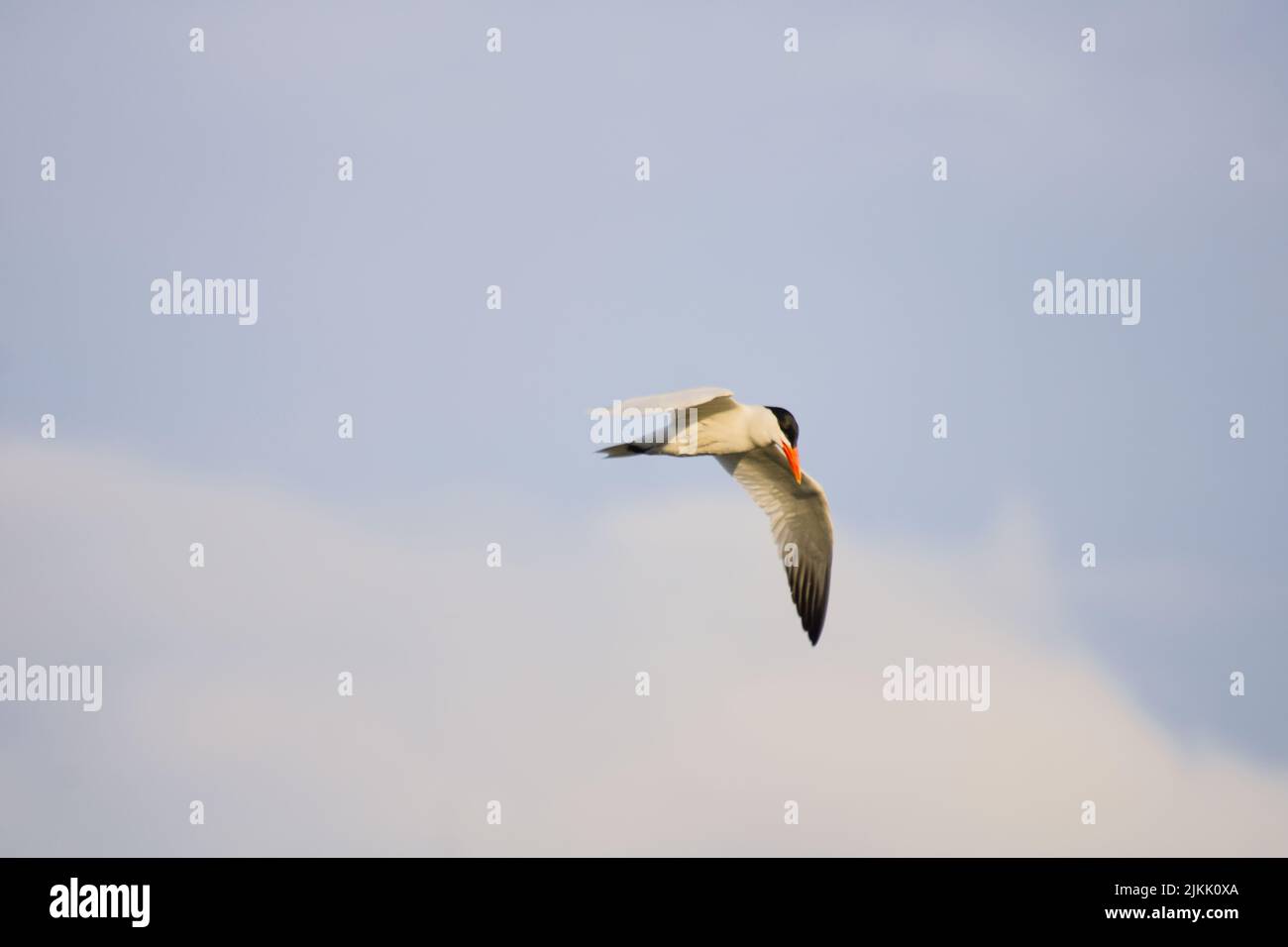 A low angle shot of a common tern bird flying in a blue sky Stock Photo ...
