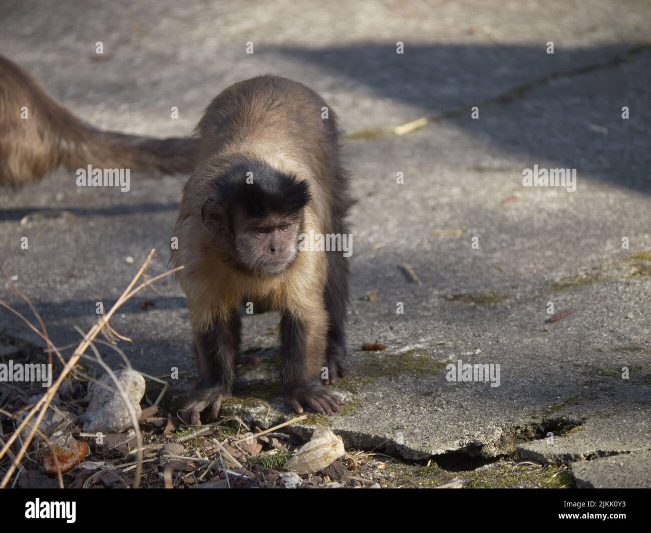 Tufted brown capuchin monkey on hi-res stock photography and images - Alamy