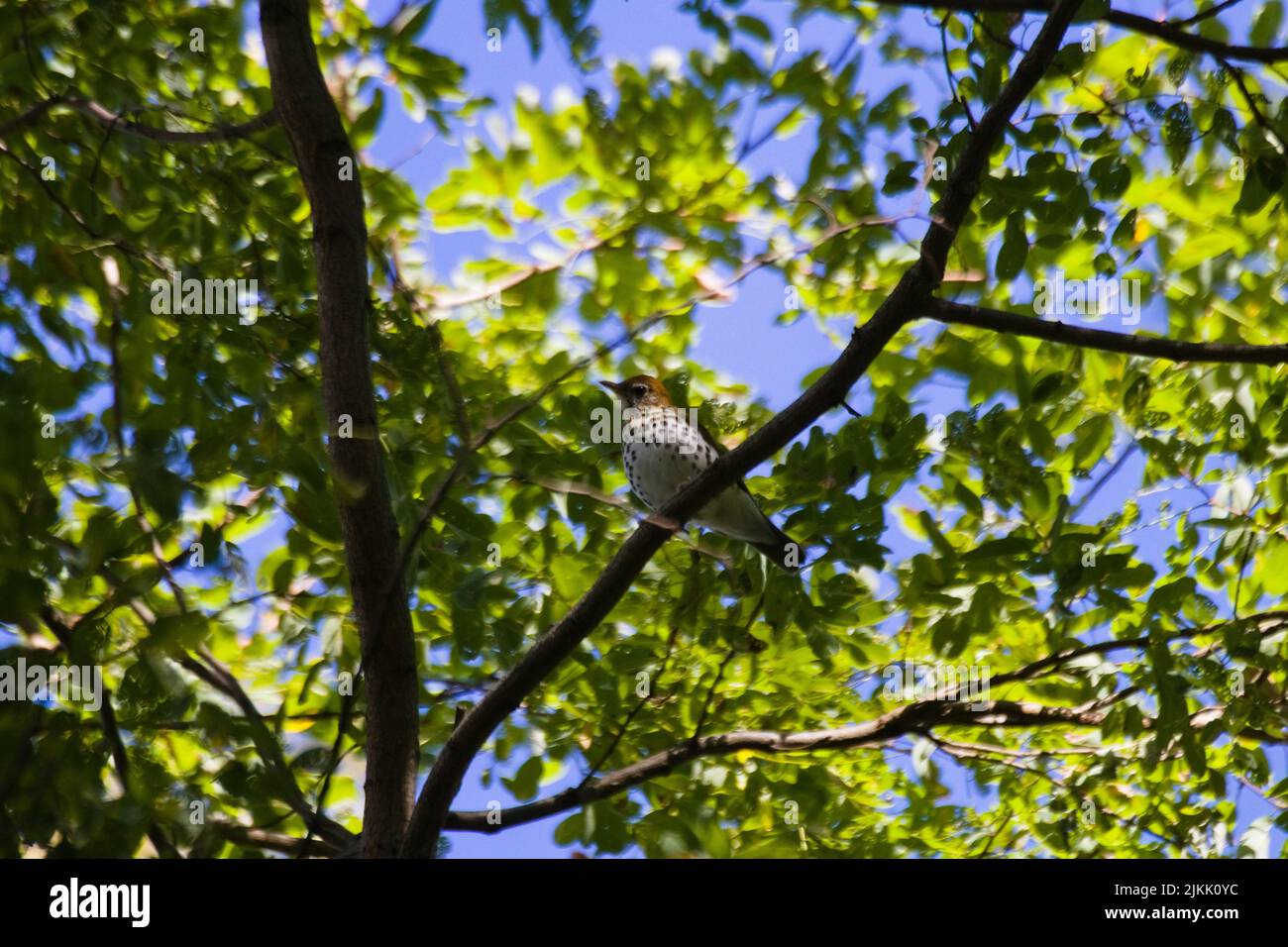 A low angle shot of a spotted common bird on a tree branch Stock Photo ...