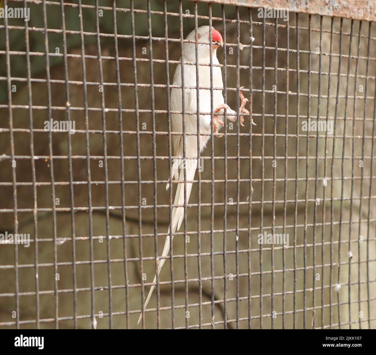 A cute white parrot inside the wire mesh cage Stock Photo - Alamy