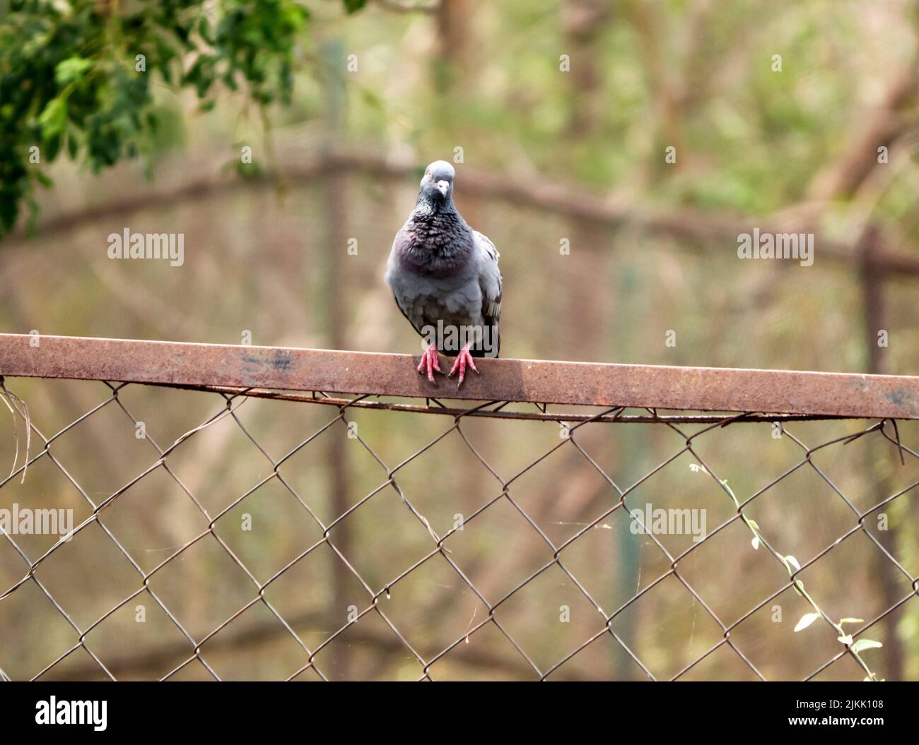 A pigeon bird perched on rusty cyclone wire fence Stock Photo - Alamy