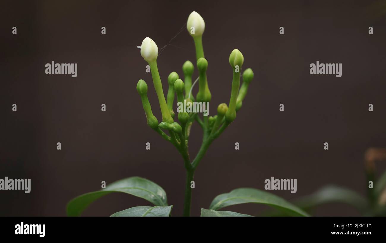 A selective of white buds of jasmine flower Stock Photo - Alamy