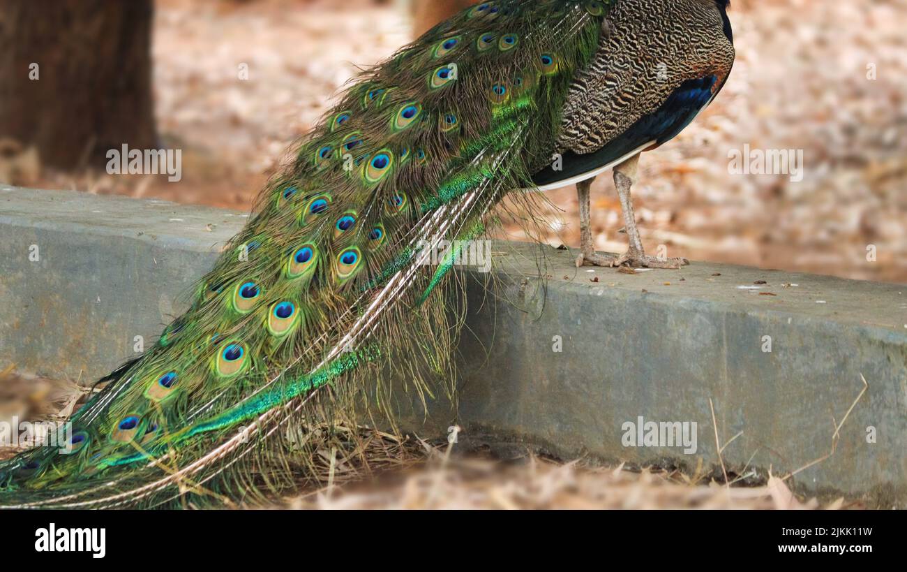 Peacock tail hi-res stock photography and images - Alamy