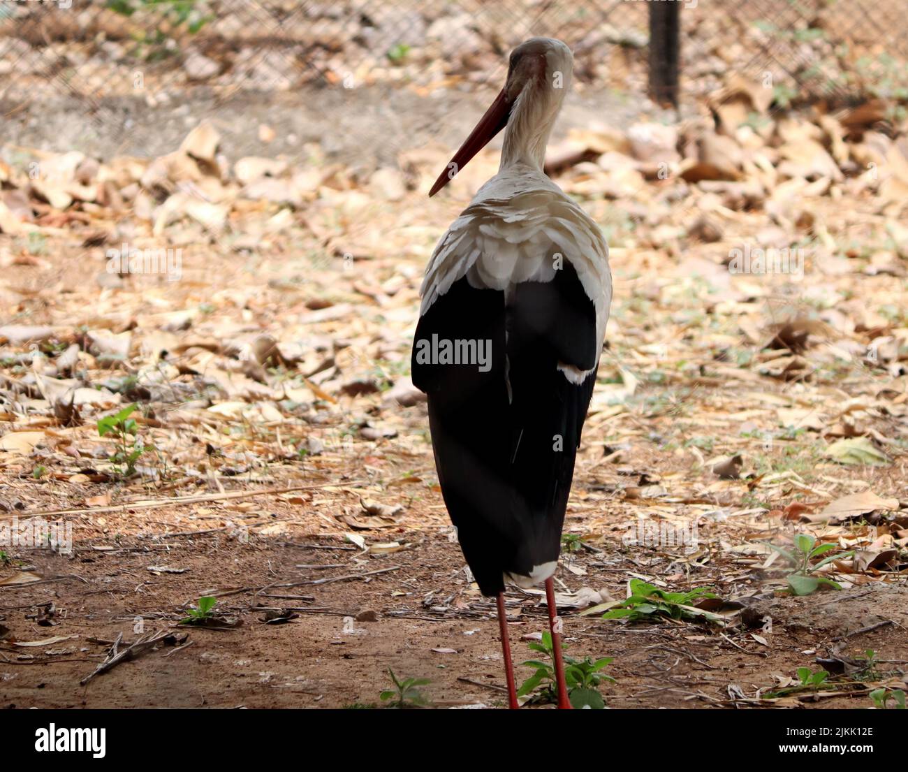 Stork farm stork bird hi-res stock photography and images - Alamy