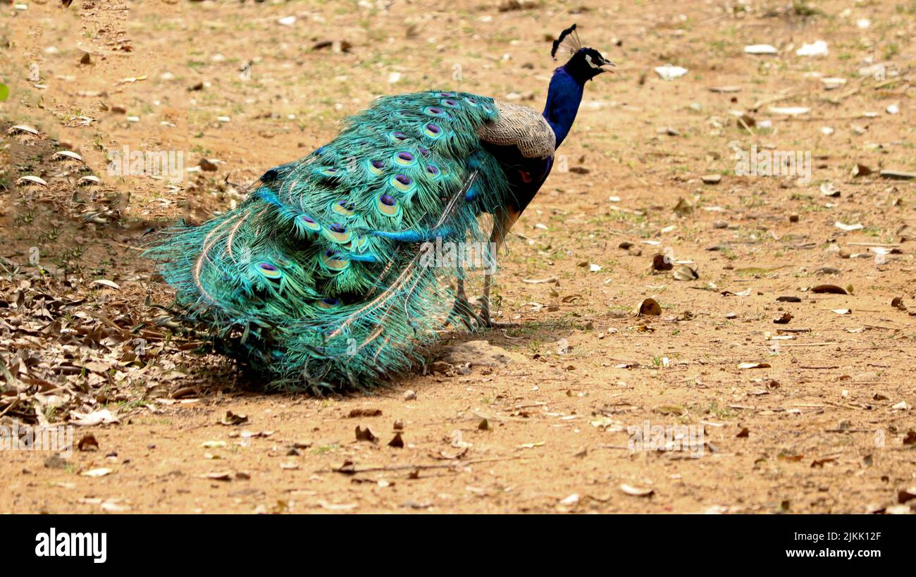 A beautiful peacock in its natural habitat on a blurred background in ...