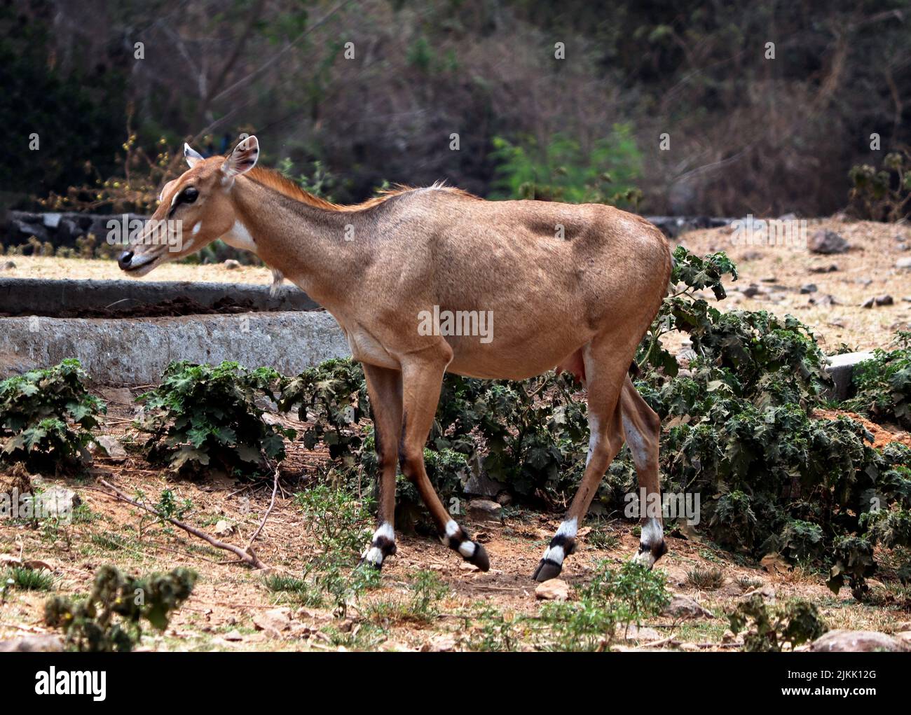 A young Asian Nilgai Antelope walking in the field on a sunny day Stock ...