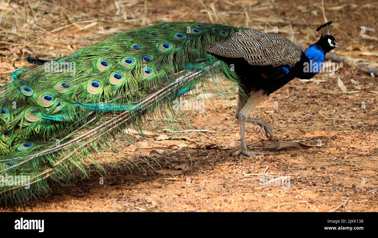 Peacock in natural park hi-res stock photography and images - Alamy