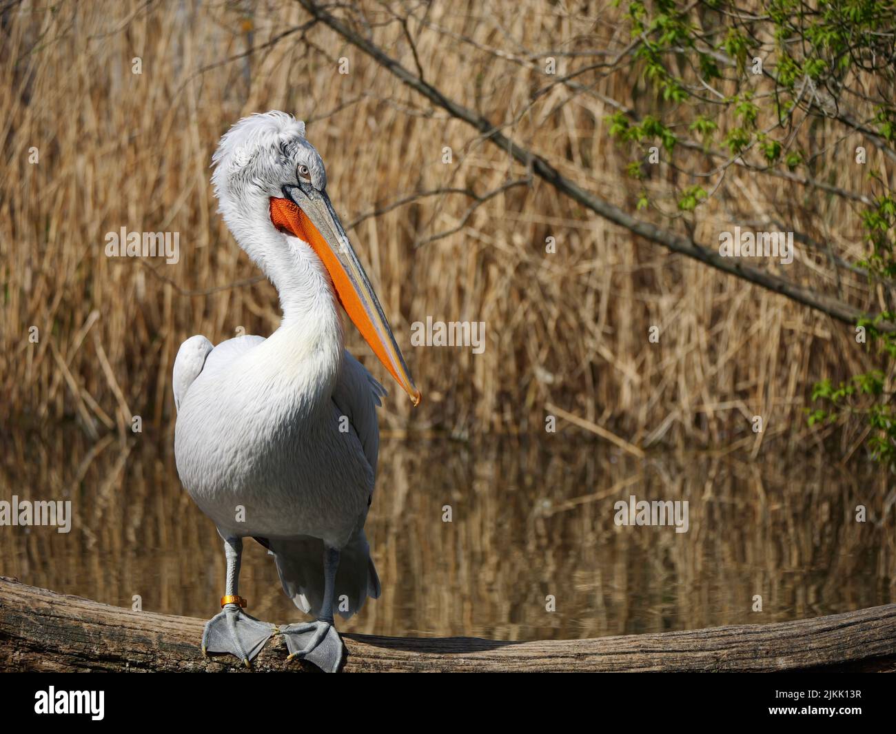 A closeup of a white pelican bird standing on a wooden log on top of a ...