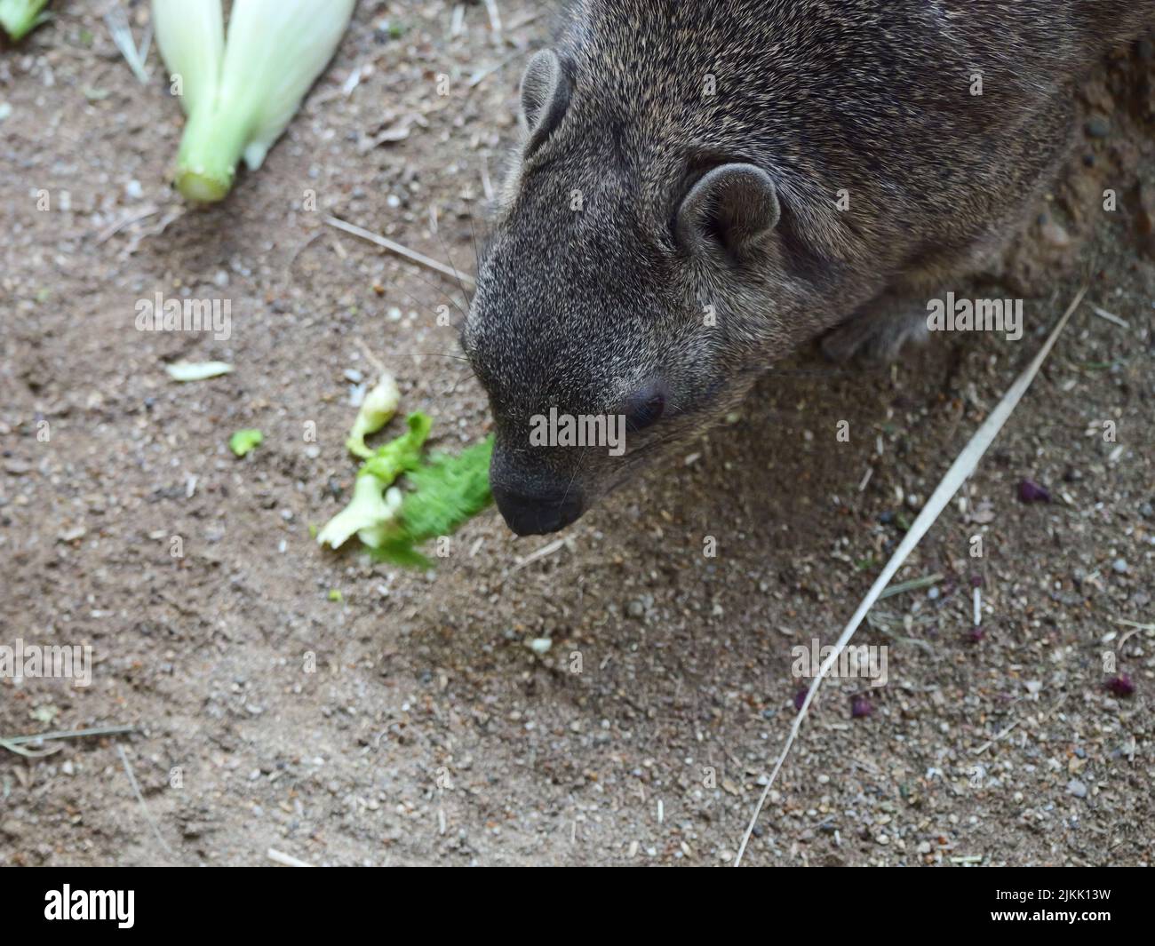 Wombat eating hi-res stock photography and images - Alamy