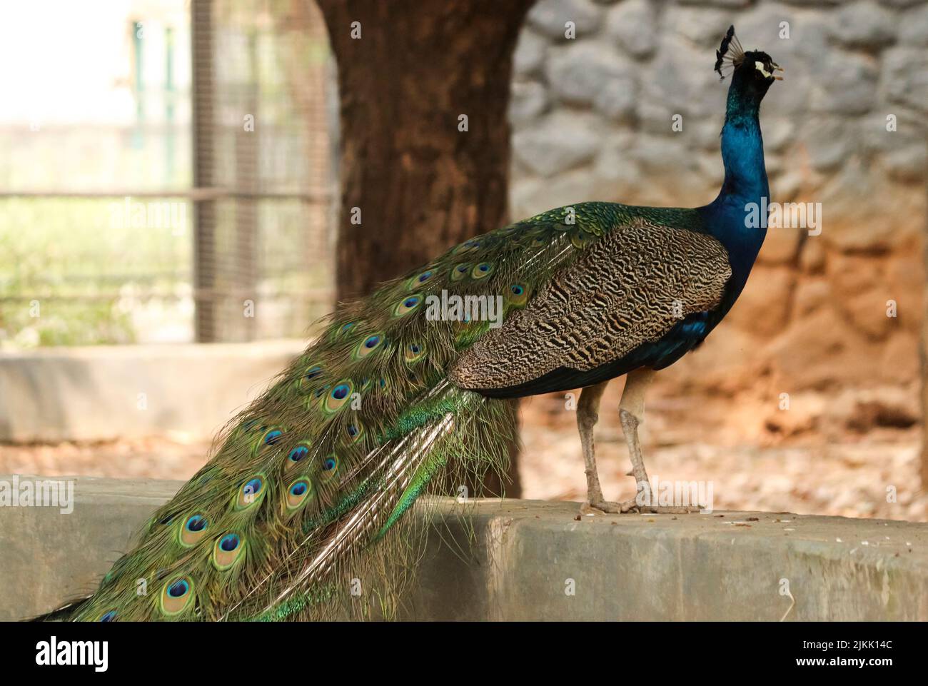 A beautiful peacock in its natural habitat on a blurred background in ...