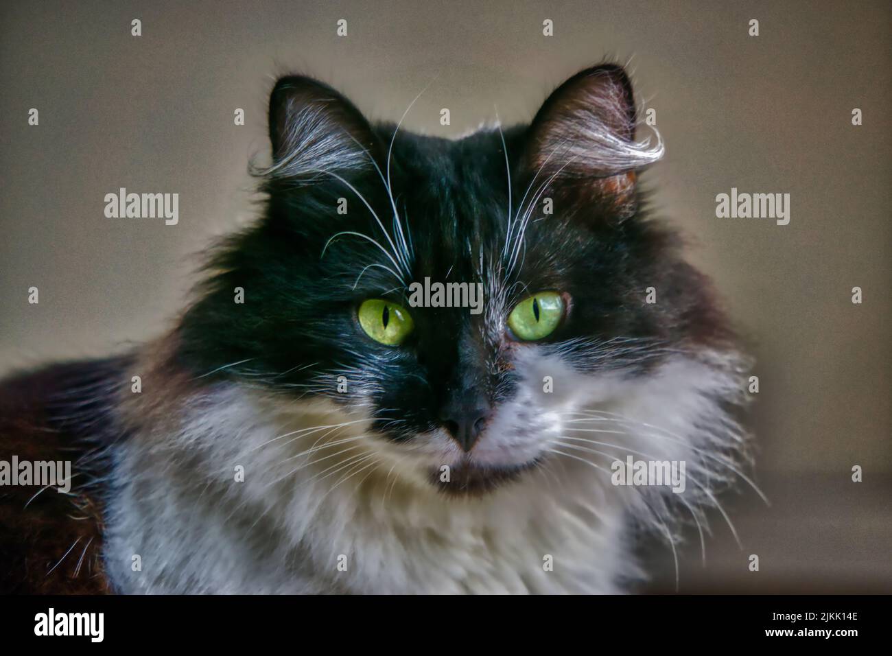 A closeup of a cute cat looking at the camera Stock Photo - Alamy