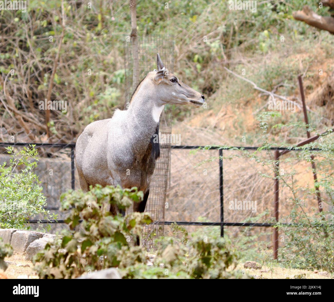 Male nilgai antelope hi-res stock photography and images - Alamy