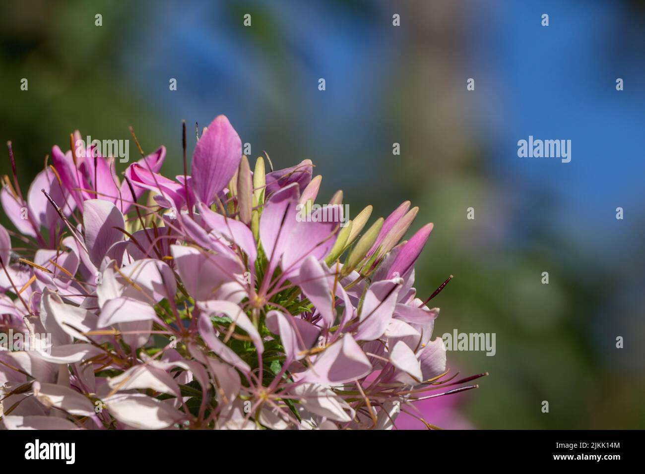 A selective of a Cleome flower Stock Photo - Alamy