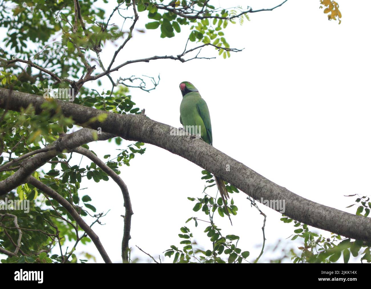 Parrot tree hi-res stock photography and images - Alamy
