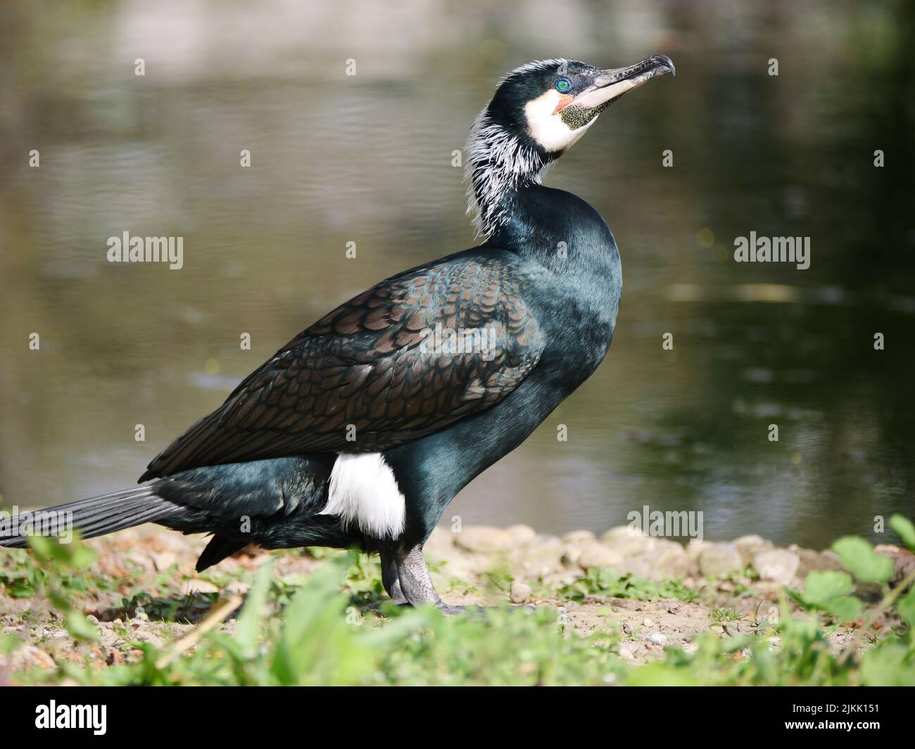 Beautiful black cormorant bird hi-res stock photography and images - Alamy
