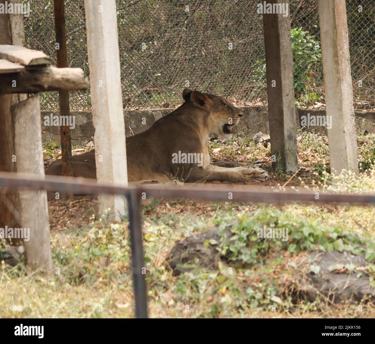 Lion inside cage hi-res stock photography and images - Alamy