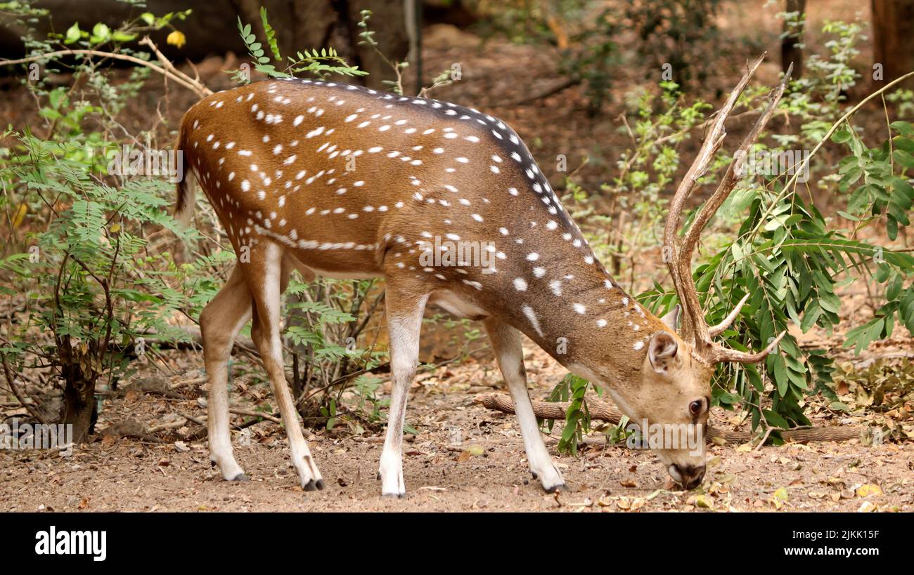 A beautiful fluffy spotted deer with antlers on a field in Salzburg Zoo ...