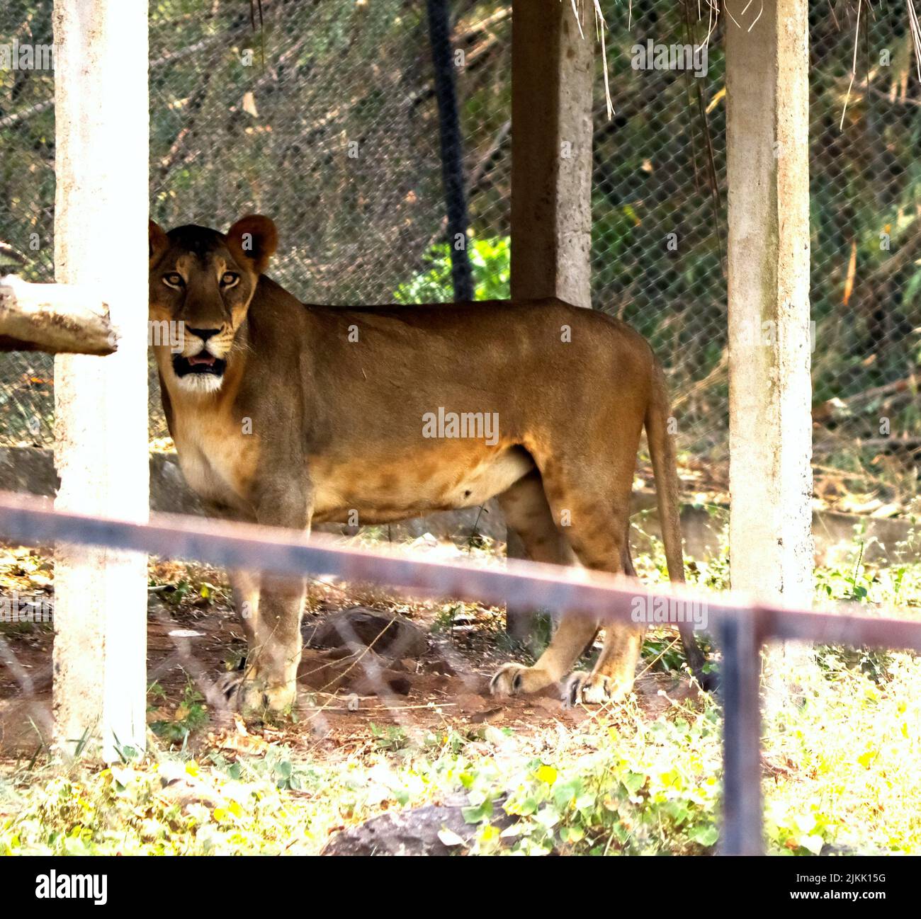 Lion inside cage hi-res stock photography and images - Alamy