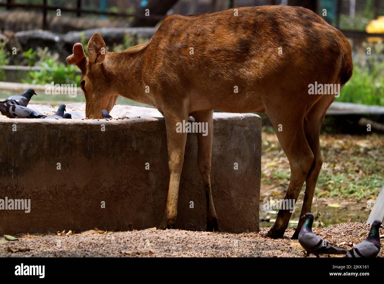 A beautiful brown Hog deer and two pigeons in the forest in summer ...