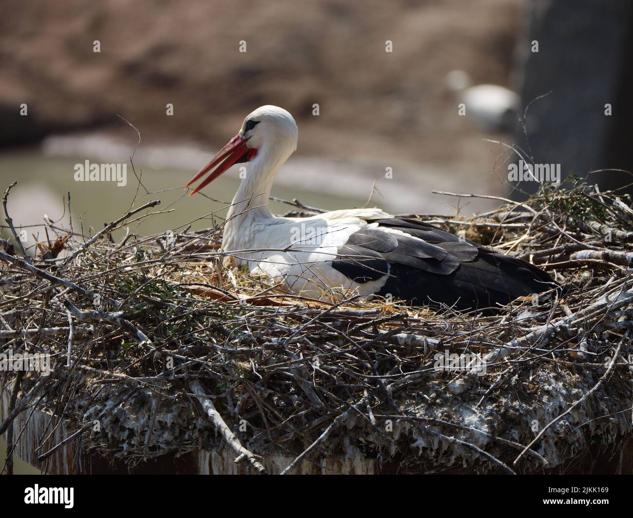 Sitting stork hi-res stock photography and images - Alamy
