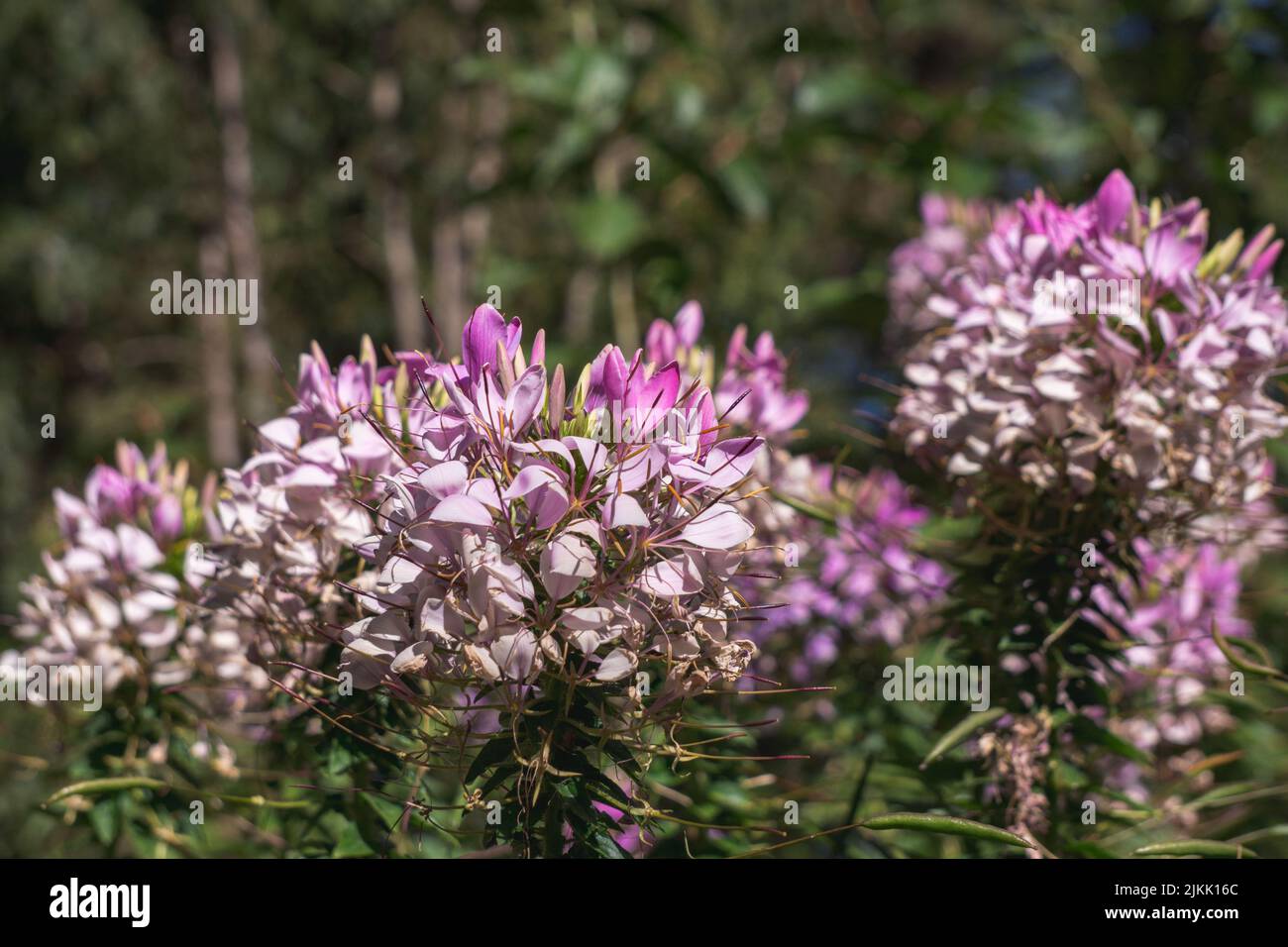 Wild cleome hi-res stock photography and images - Alamy