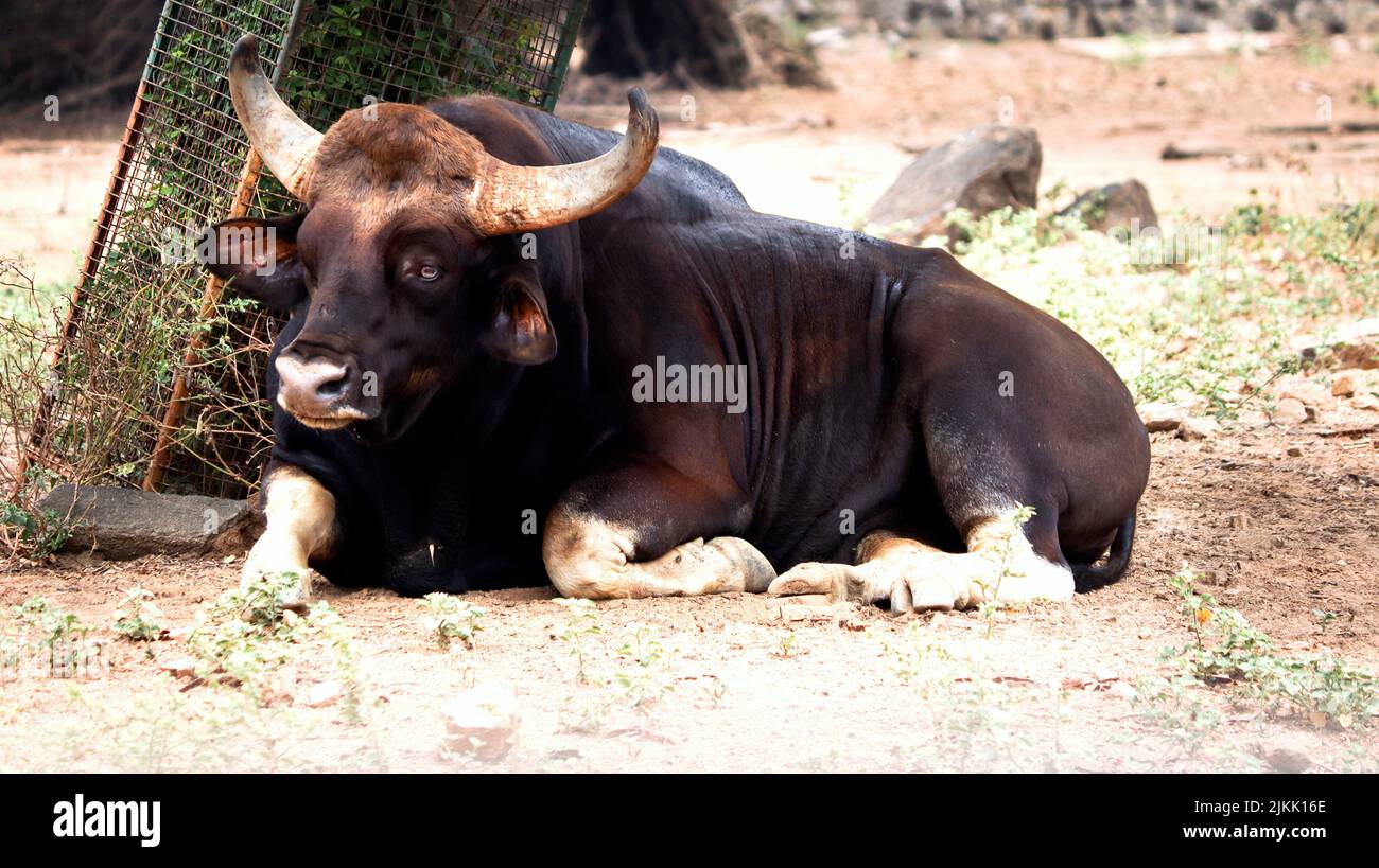 Muscled animal hi-res stock photography and images - Alamy