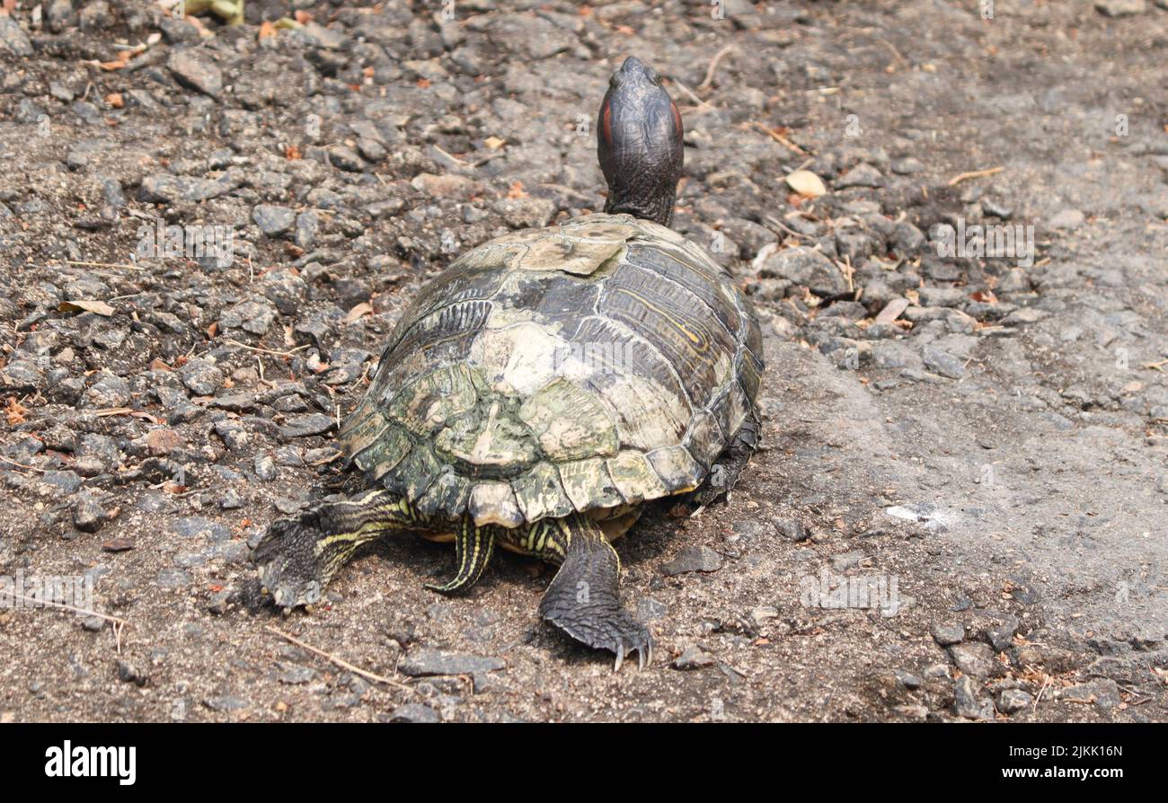 A closeup of a turtle on the rocky ground Stock Photo - Alamy