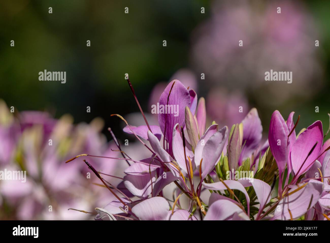 A selective of a Cleome flower Stock Photo - Alamy