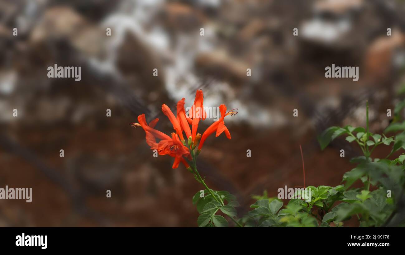Indian paint brush hi-res stock photography and images - Alamy