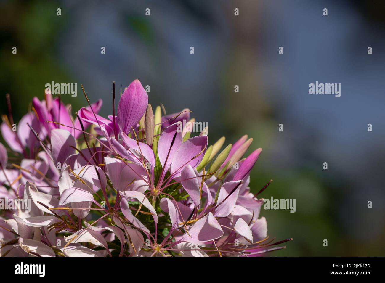 A selective of a Cleome flower Stock Photo - Alamy