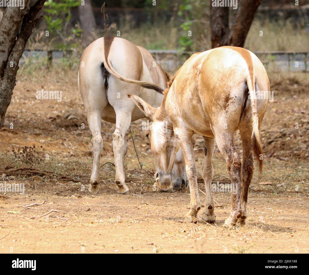 A rear view of two donkeys in the farm field Stock Photo - Alamy