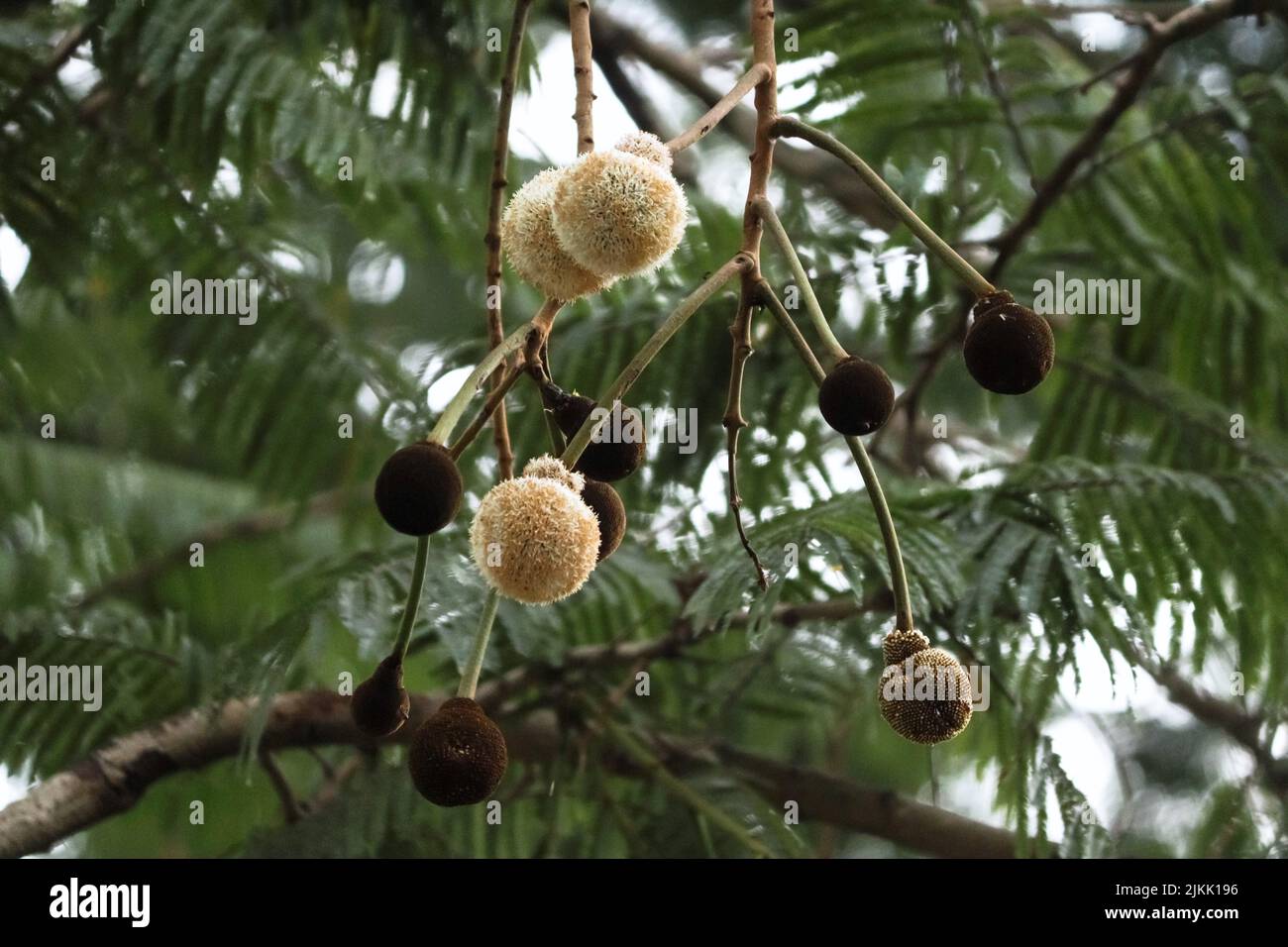 A badminton balls hanging on the tree in spring Stock Photo - Alamy