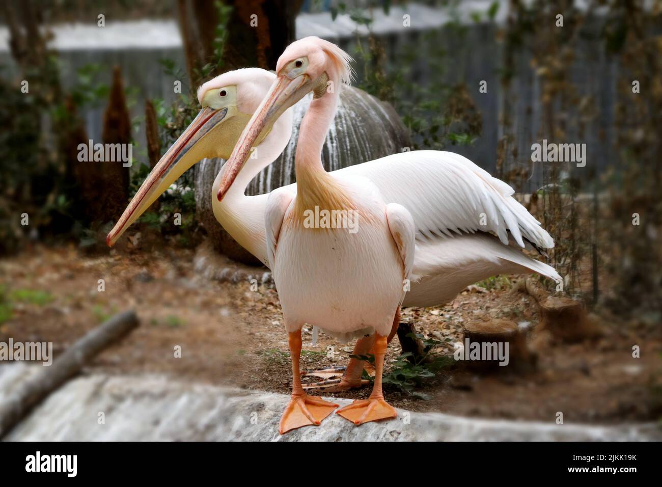 A selective of great white pelicans (Pelecanus onocrotalus Stock Photo ...
