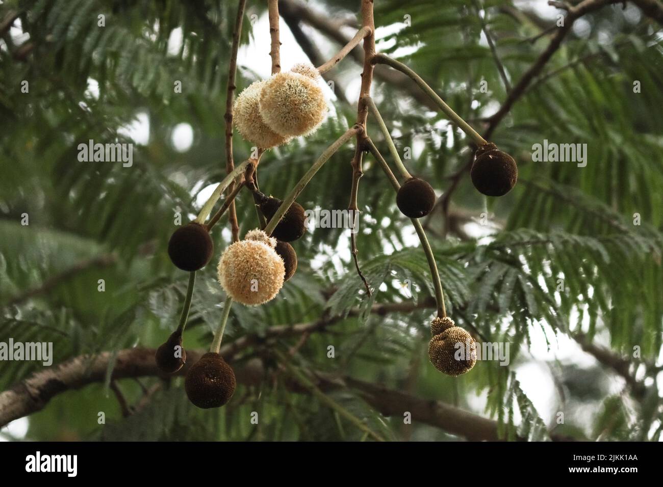 Seeds tree hi-res stock photography and images - Alamy