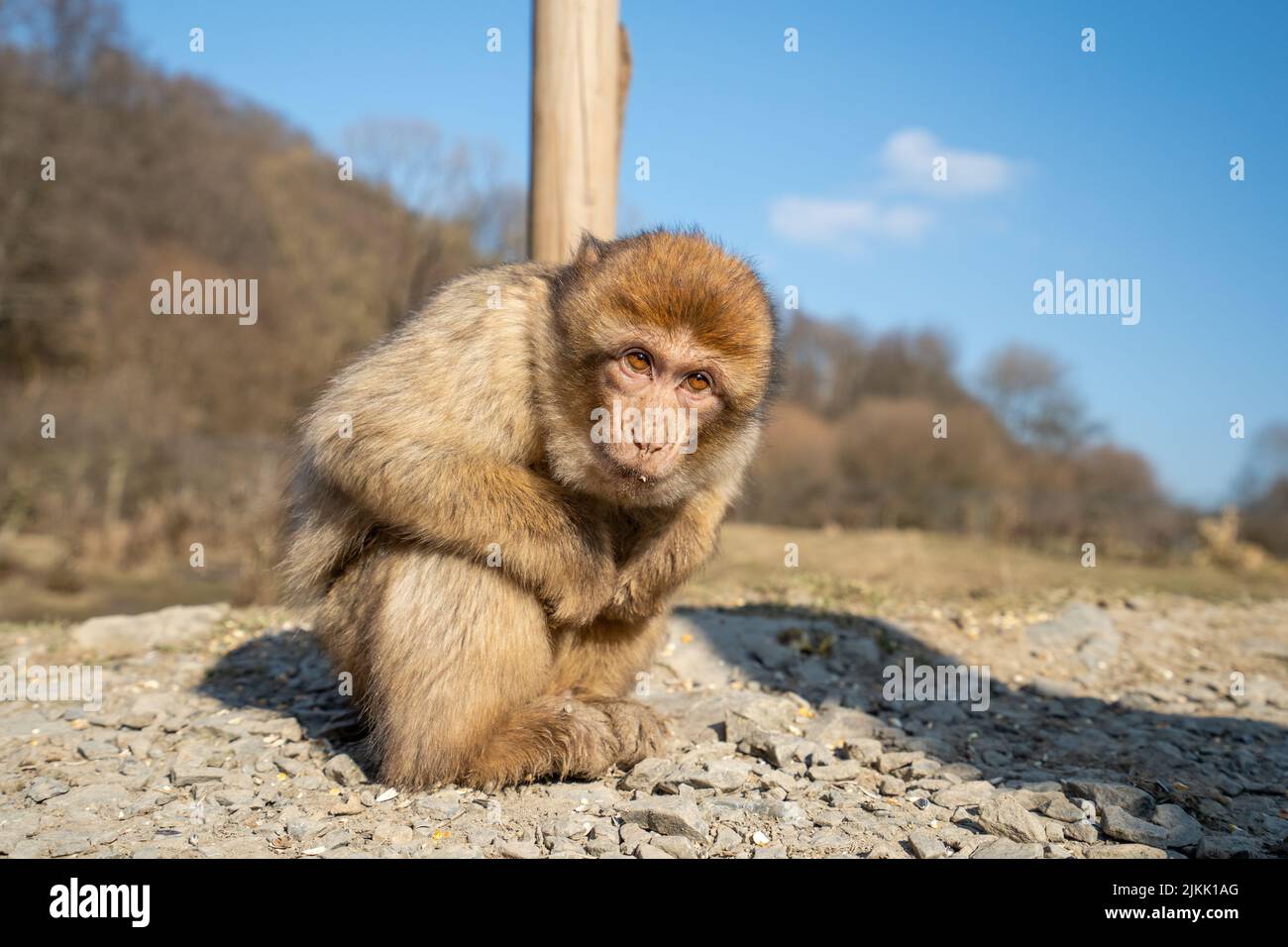 Closeup primate hi-res stock photography and images - Alamy