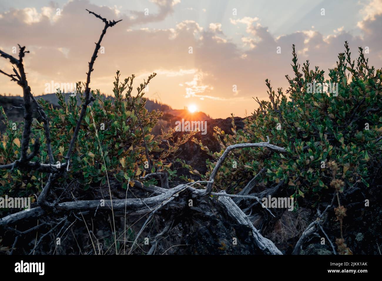A sun setting through the limbs of a dessert bush with a cloudy sky on ...