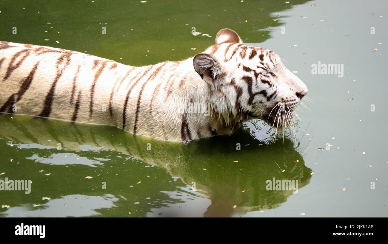 Sikhote Alin White Tiger In Water
