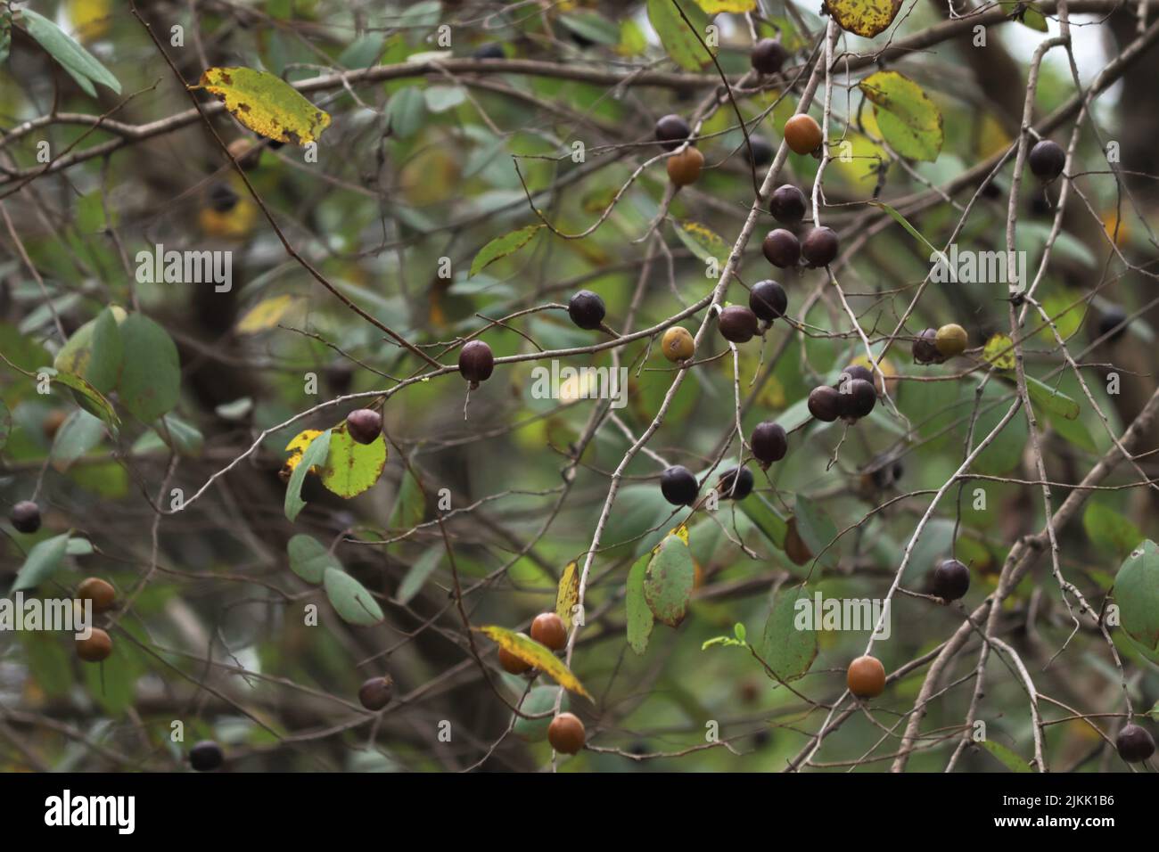 Dry pods on tree in hi-res stock photography and images - Alamy