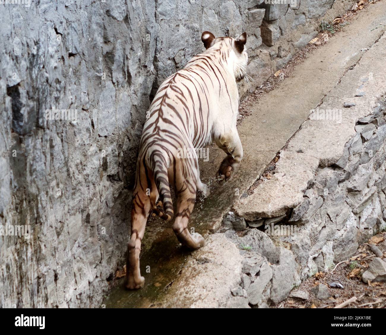 A white tiger walks on the rock footpath Stock Photo - Alamy