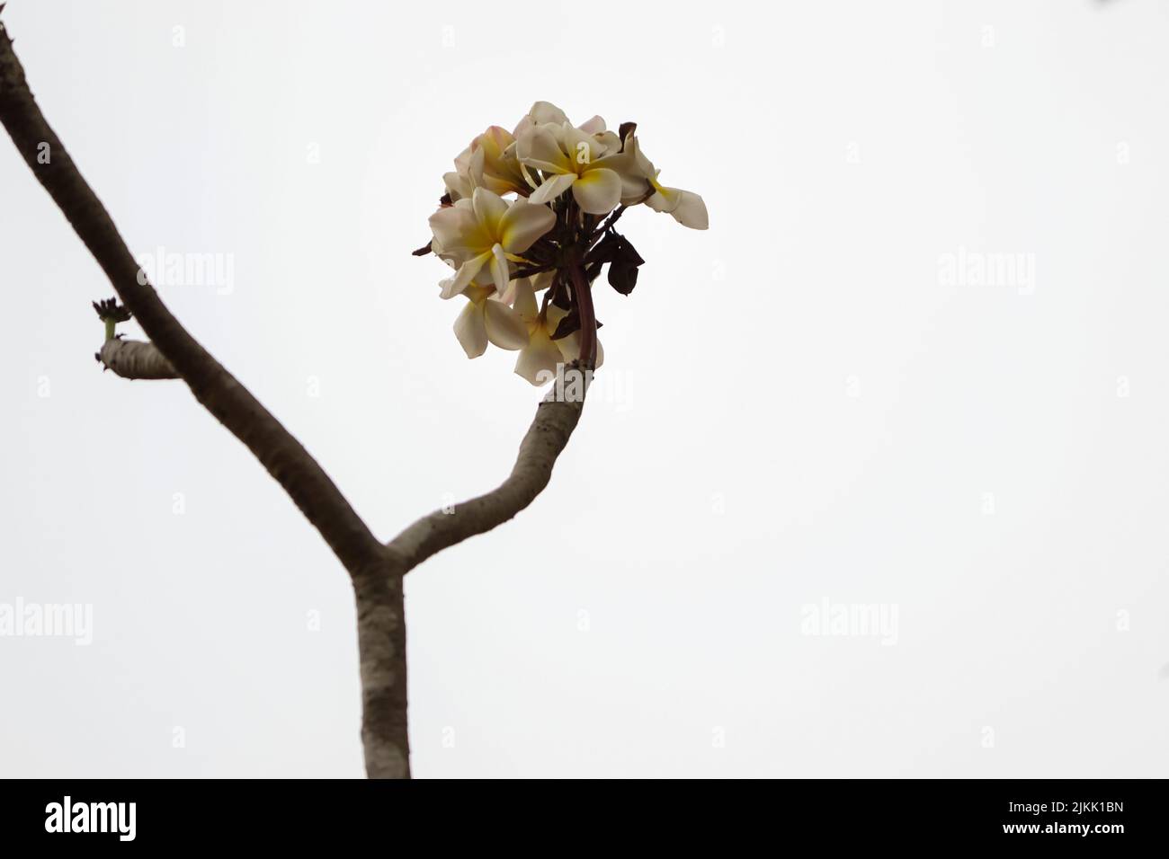 Beautiful araliya flowers grown in the garden in spring Stock Photo - Alamy