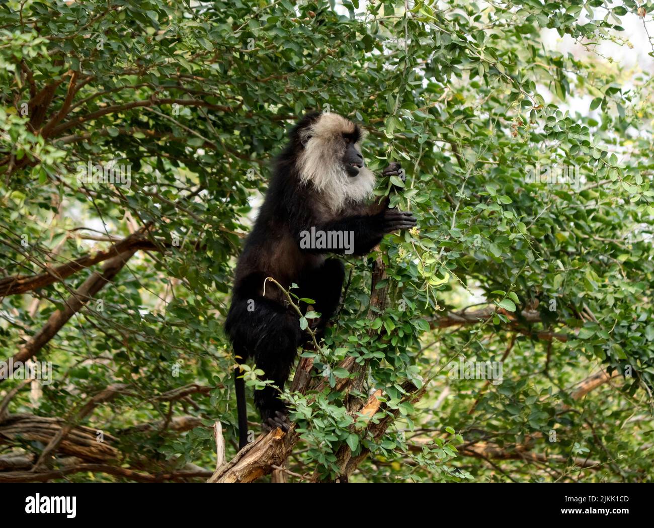 A selective of a lion-tailed macaque (Macaca silenus) on a tree Stock ...