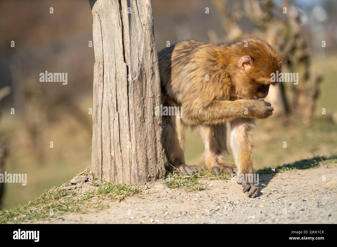 Mokey hi-res stock photography and images - Alamy