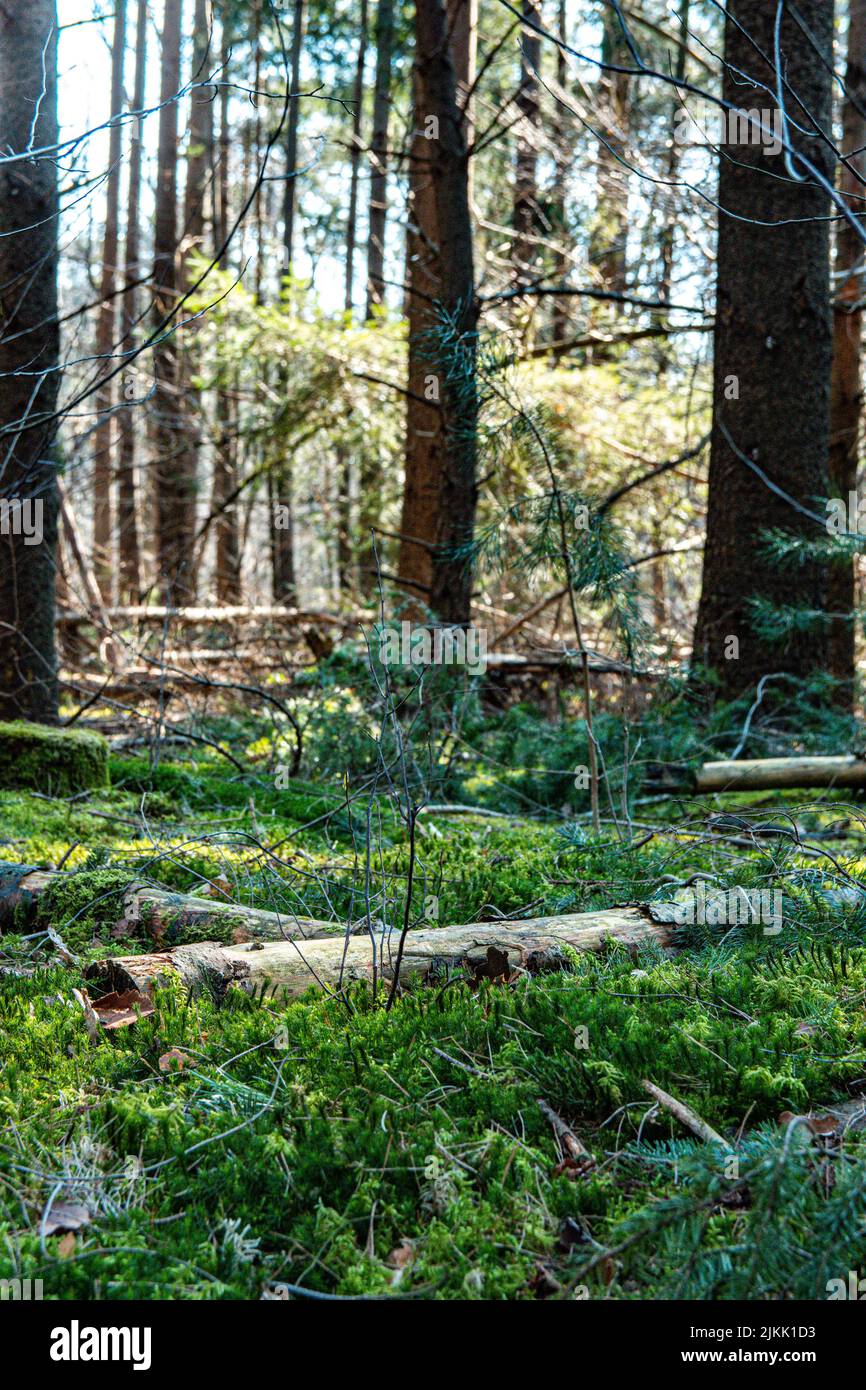 A beautiful shot of green forest ground in warm winter Stock Photo - Alamy