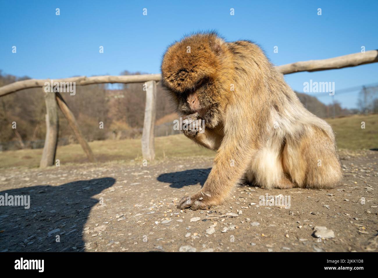 a closeup shot of monkey on ground Stock Photo - Alamy