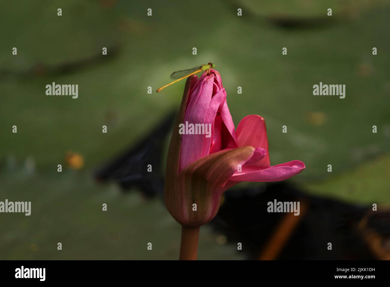 A closeup of a pink lotus bud opening in a pond Stock Photo - Alamy