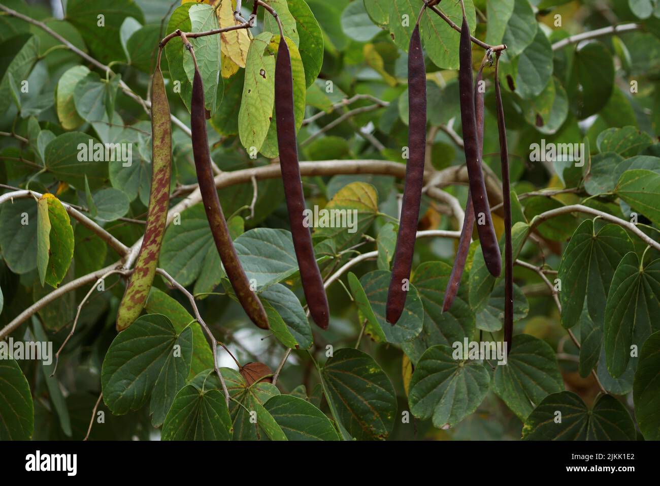 The dry pods hanging on tree twigs in spring Stock Photo - Alamy