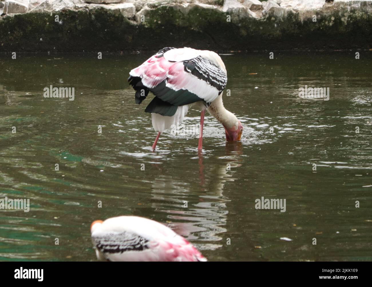 The painted stork drinking water from the pond Stock Photo - Alamy