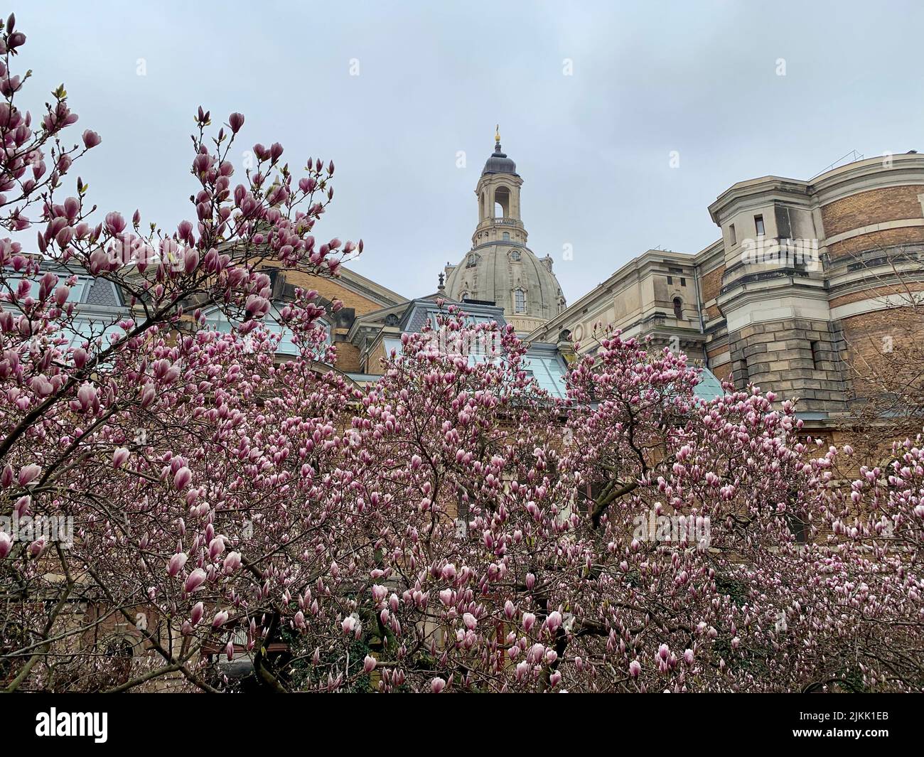 ángel magnolia hi-res stock photography and images - Alamy
